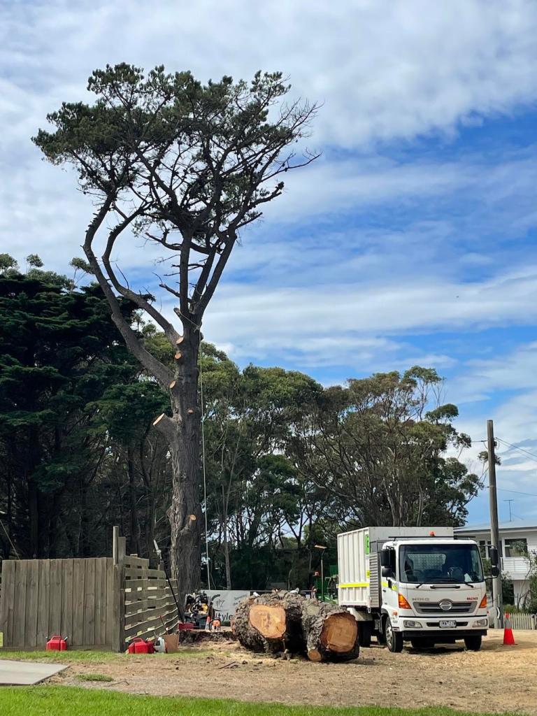 Contact | Treeometry Arboricultural Services