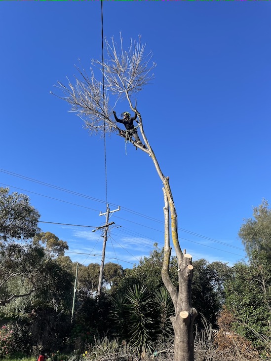 Tree Care | Treeometry Arboricultural Services