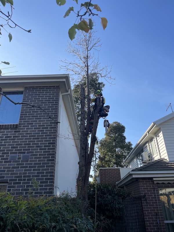 Tree Removal Werribee | Treeometry Arboricultural Services