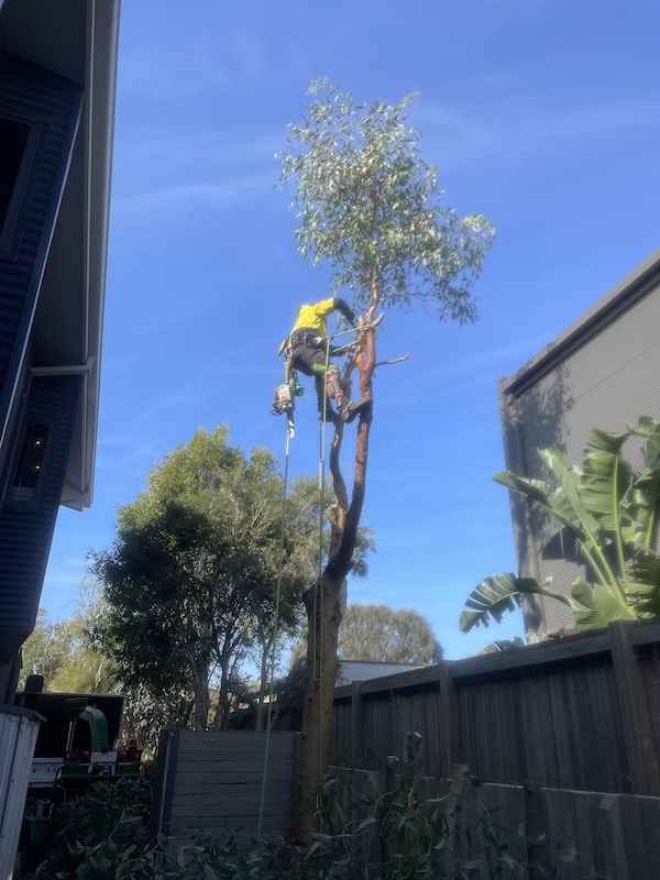 Tree Removal Torquay | Treeometry Arboricultural Services