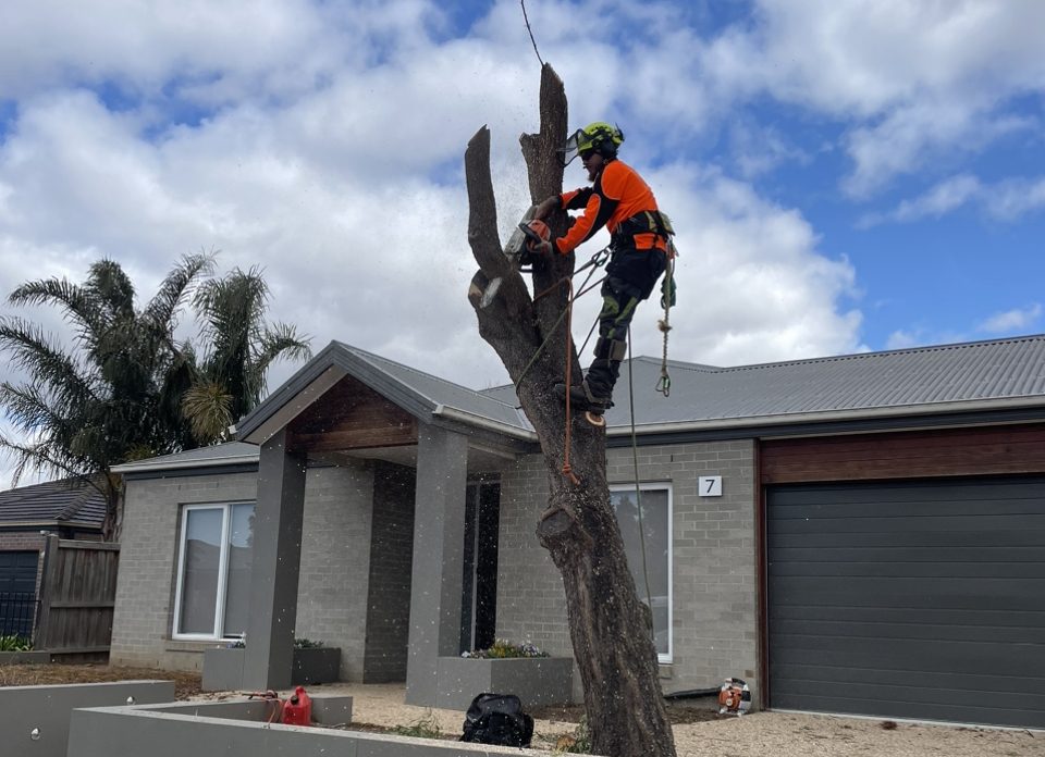 Tree Removal Geelong | Treeometry Arboricultural Services