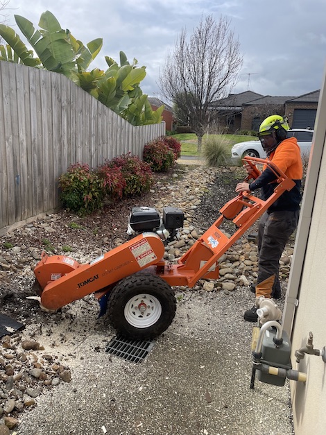 Stump Grinding | Treeometry Arboricultural Services