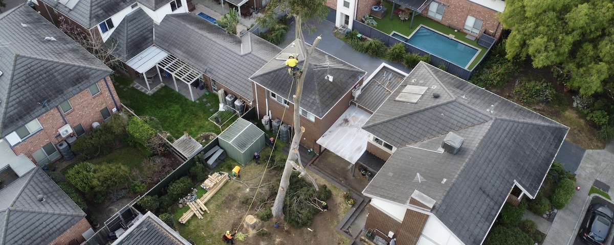 Tree Care | Treeometry Arboricultural Services