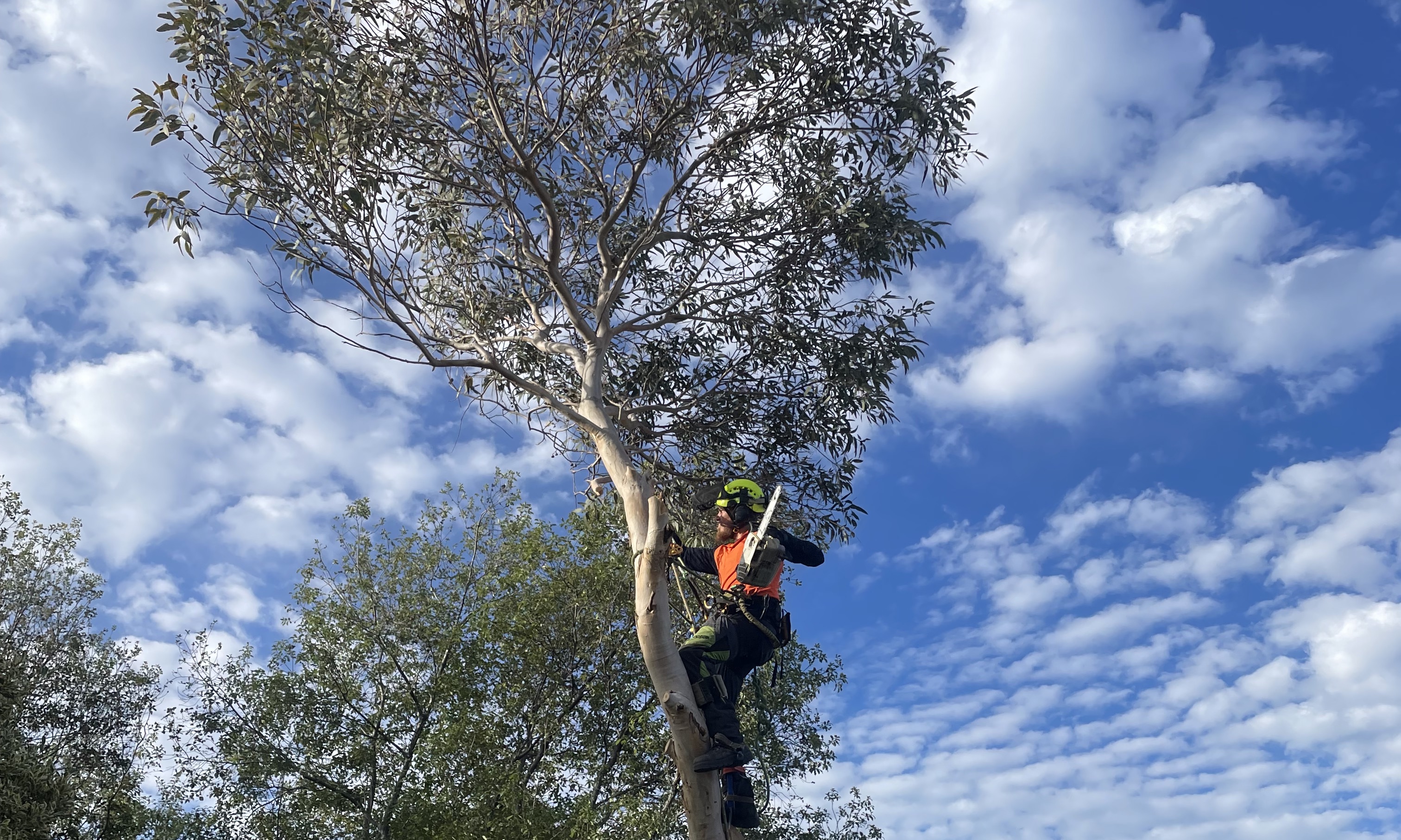 Tree Removal Hoppers Crossing | Treeometry Arboricultural Services