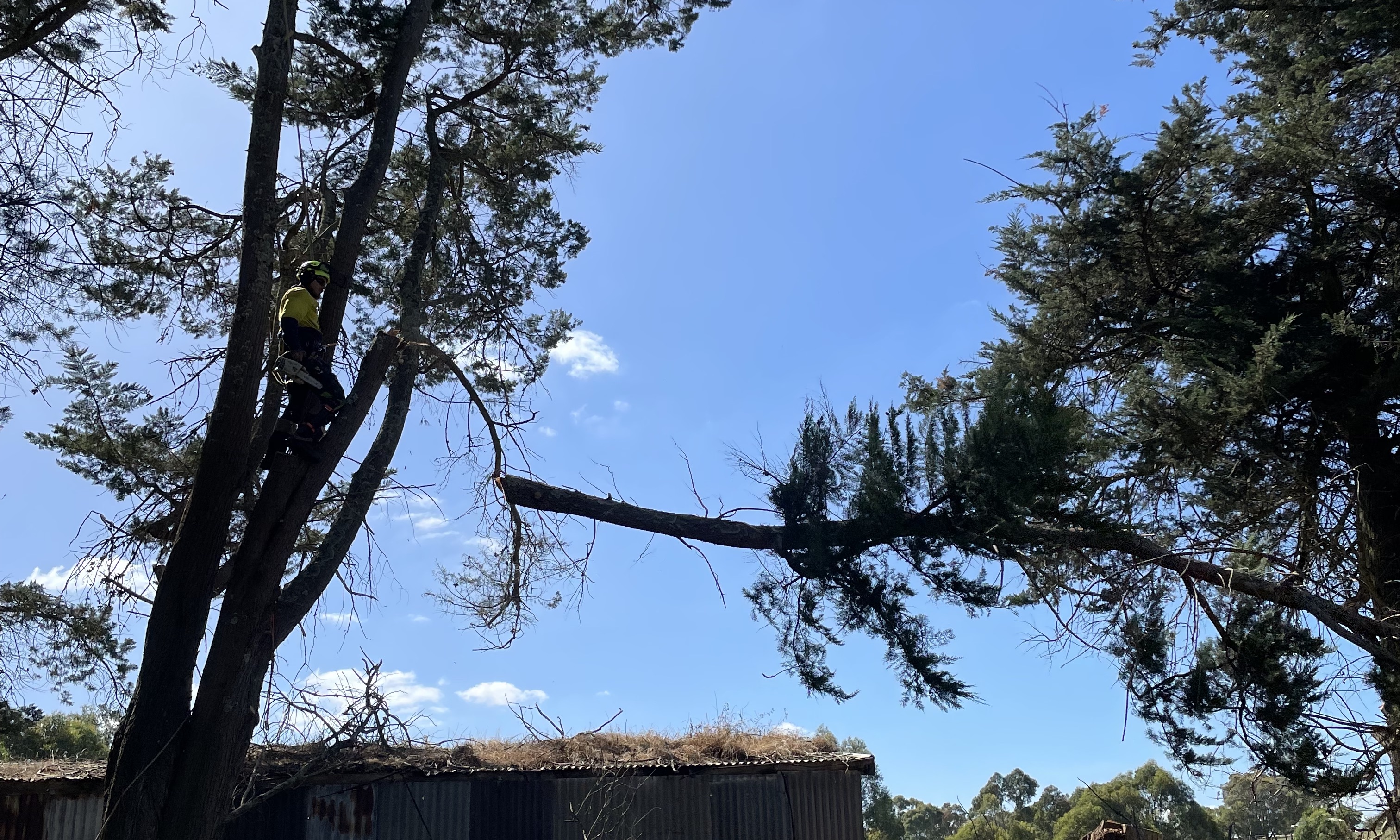 Tree Removal Winchelsea | Treeometry Arboricultural Services