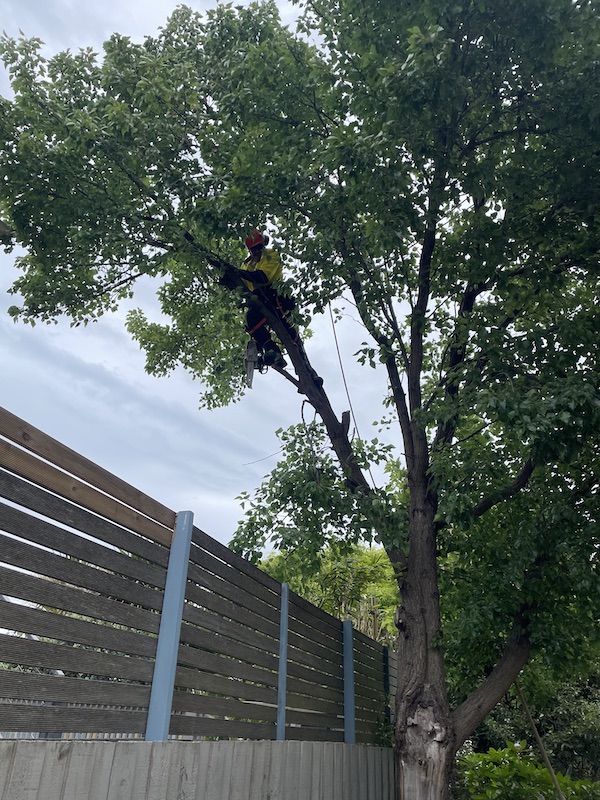 Tree Removal Highton | Treeometry Arboricultural Services